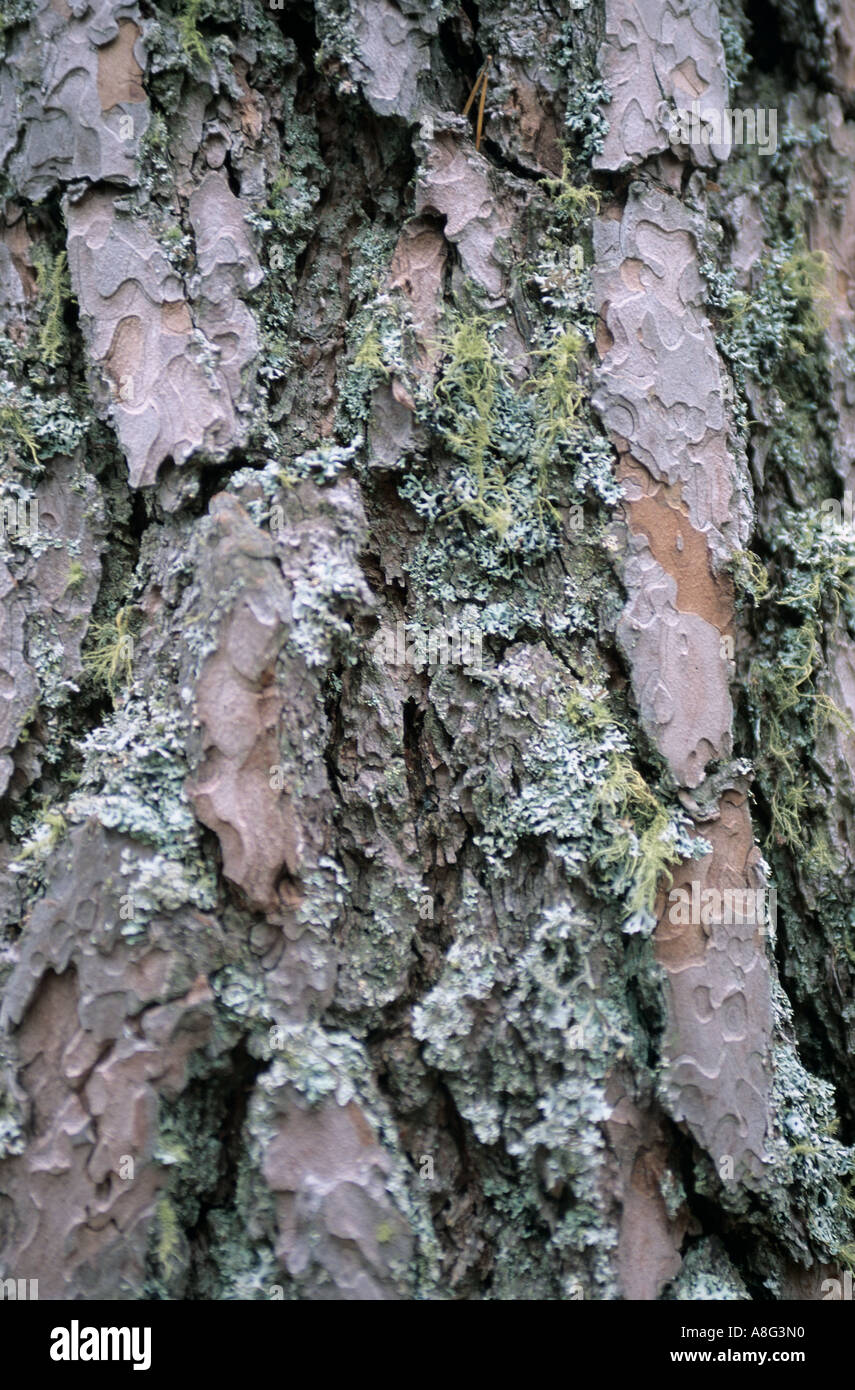 Baumrinde muster hi-res stock photography and images - Alamy
