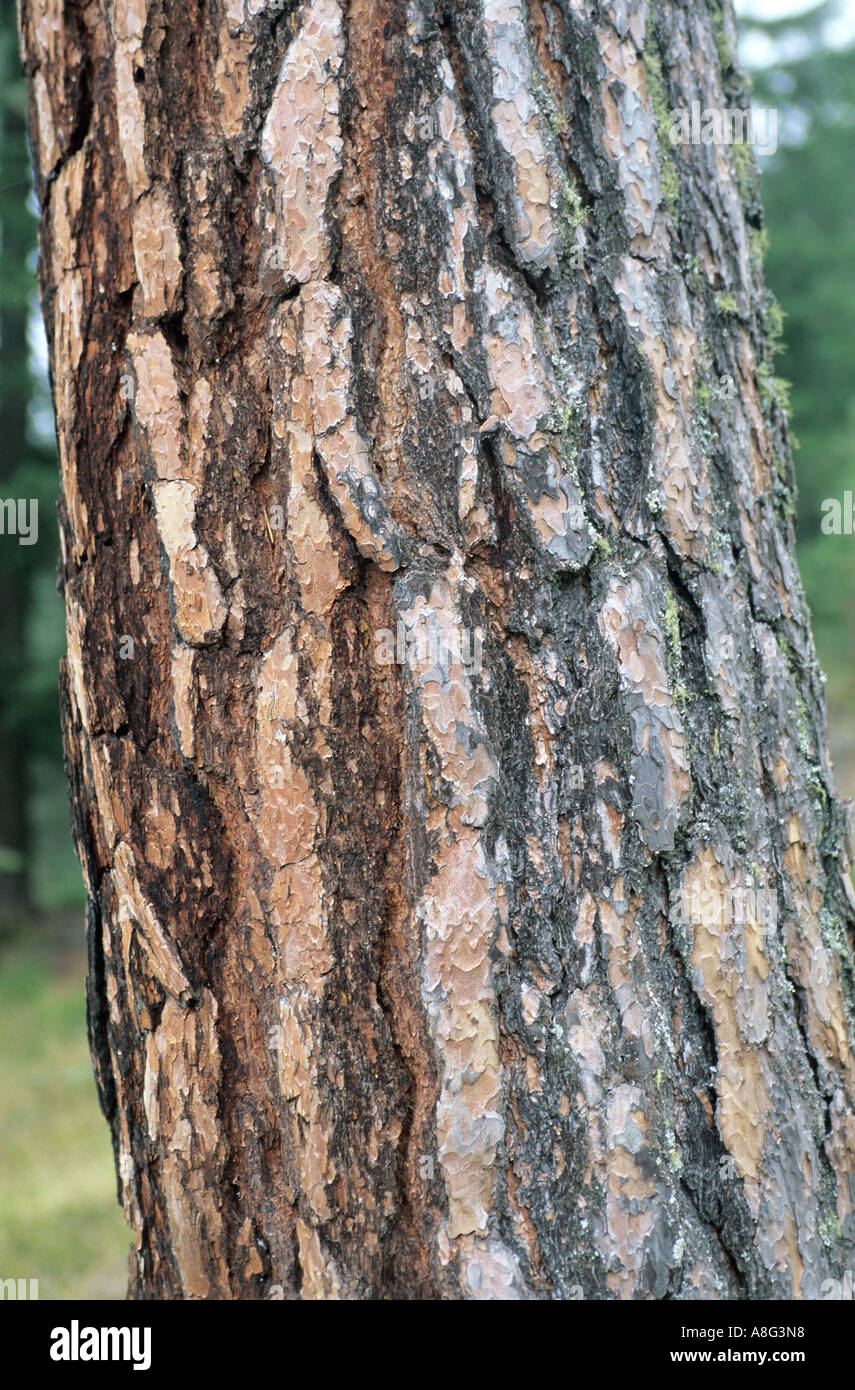 Baumrinde muster hi-res stock photography and images - Alamy