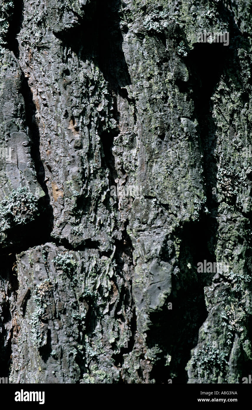 Baumrinde hi-res stock photography and images - Alamy