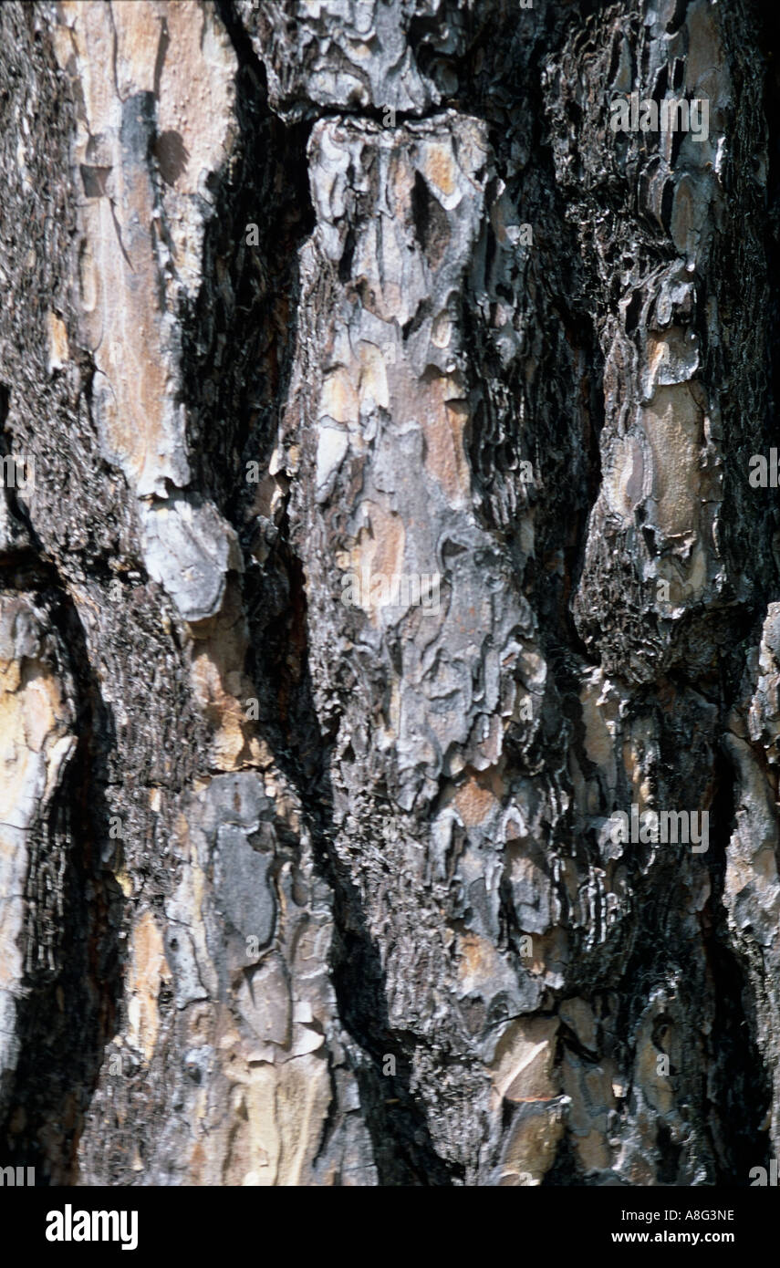 Baumrinde muster hi-res stock photography and images - Alamy