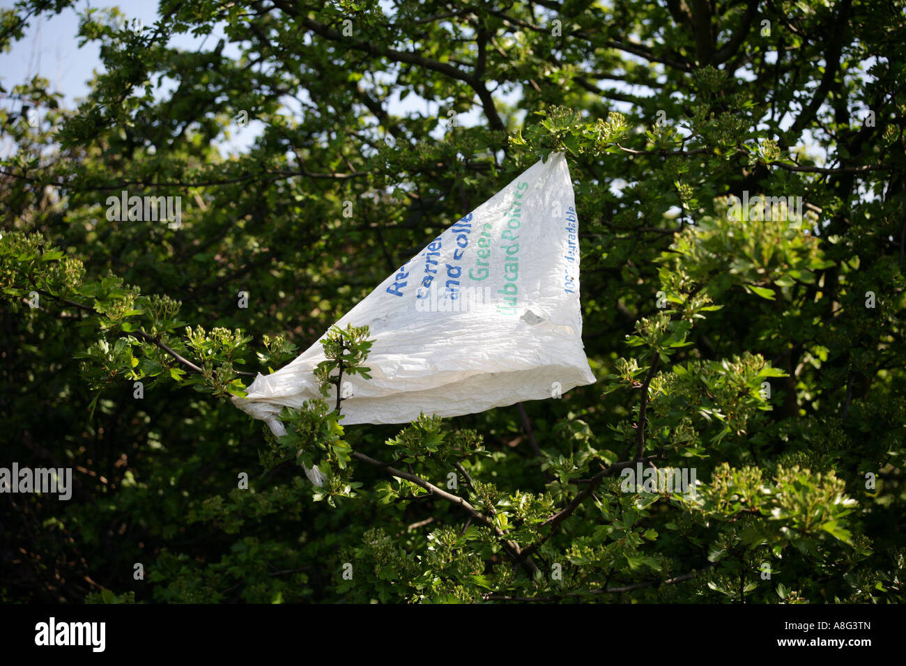 Plastic bag blown by the wind into trees, England, UK Stock Photo - Alamy