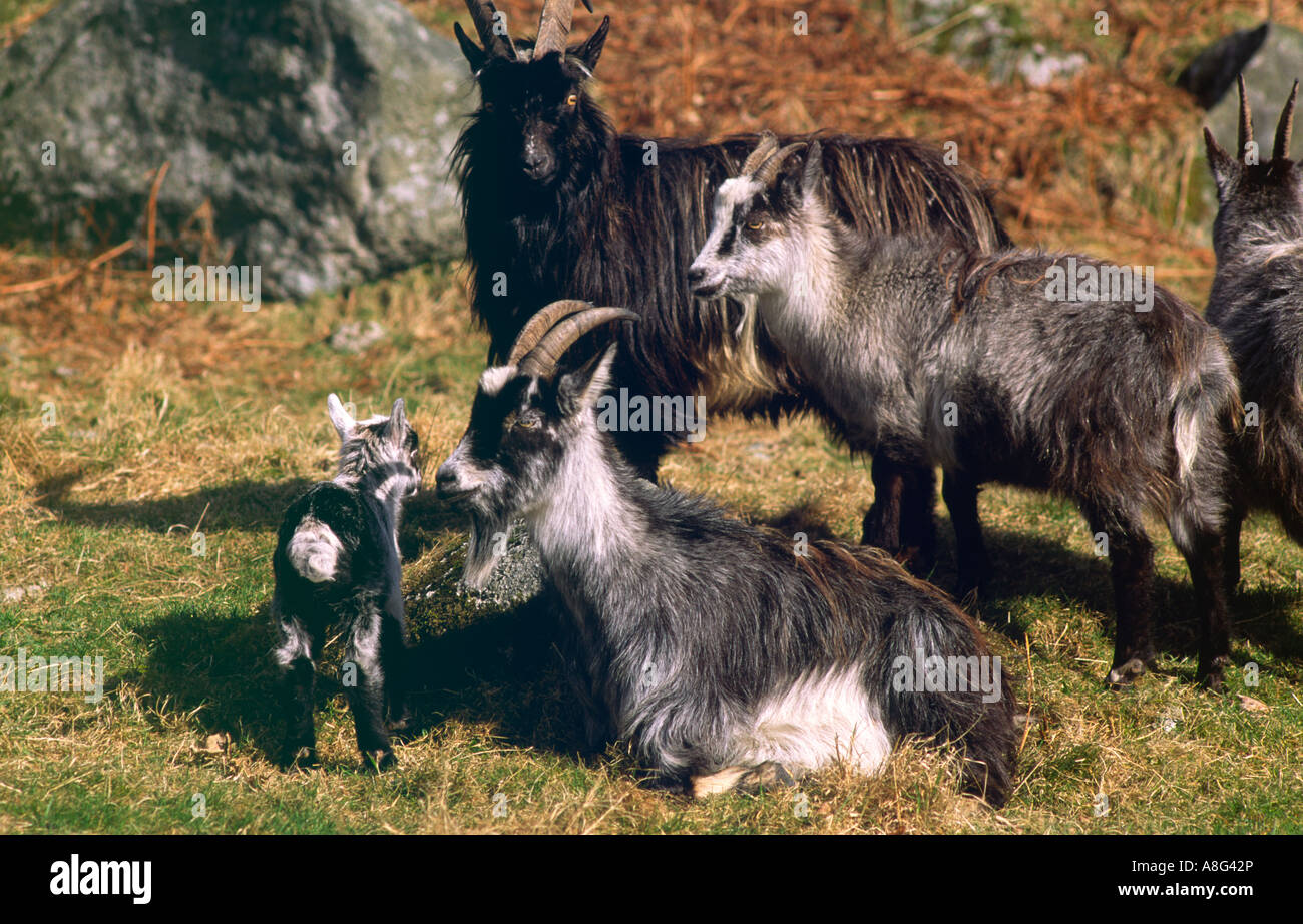 Wild goats and new born kid in the Wild Goat Park, Galloway Forest Park ...