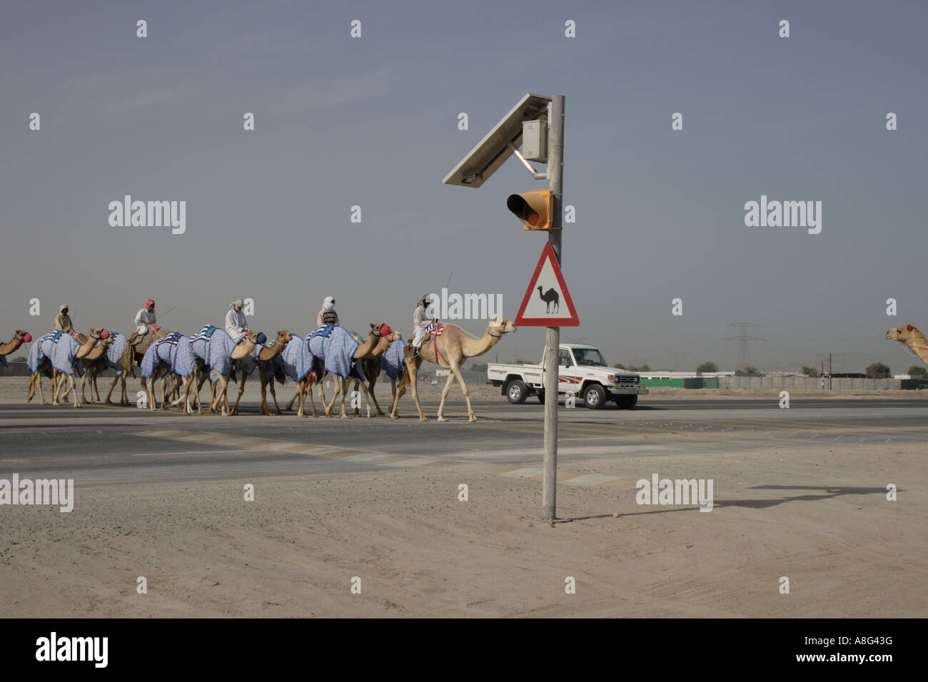 Camel crossing road dubai hi-res stock photography and images - Alamy