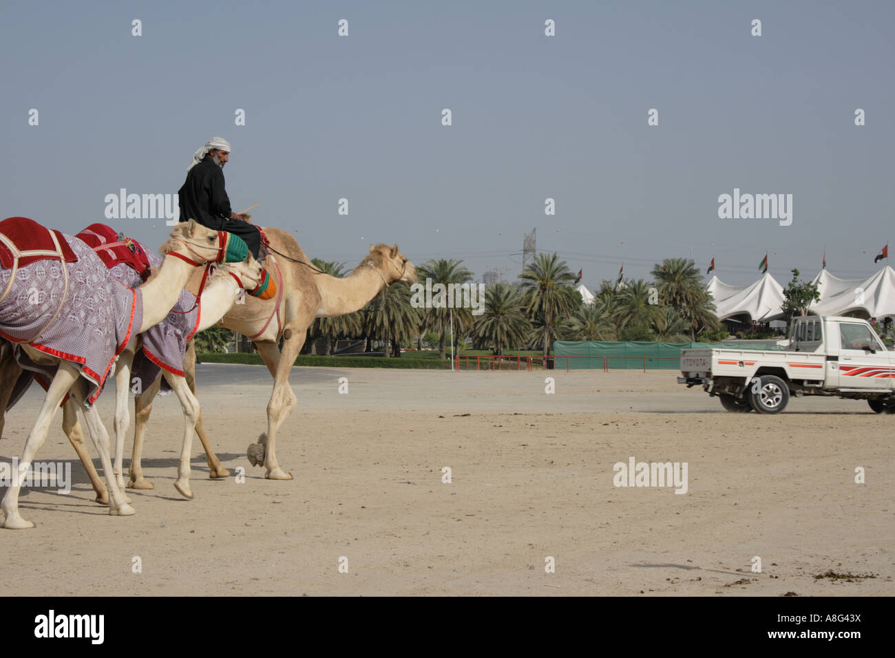 camel racing district Dubai, United Arab Emirates. Photo by Willy ...