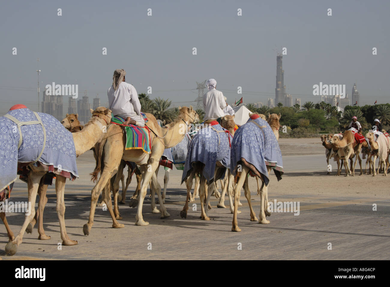 camel racing area Jumeirah Dubai, United Arab Emirates. Photo by Willy ...