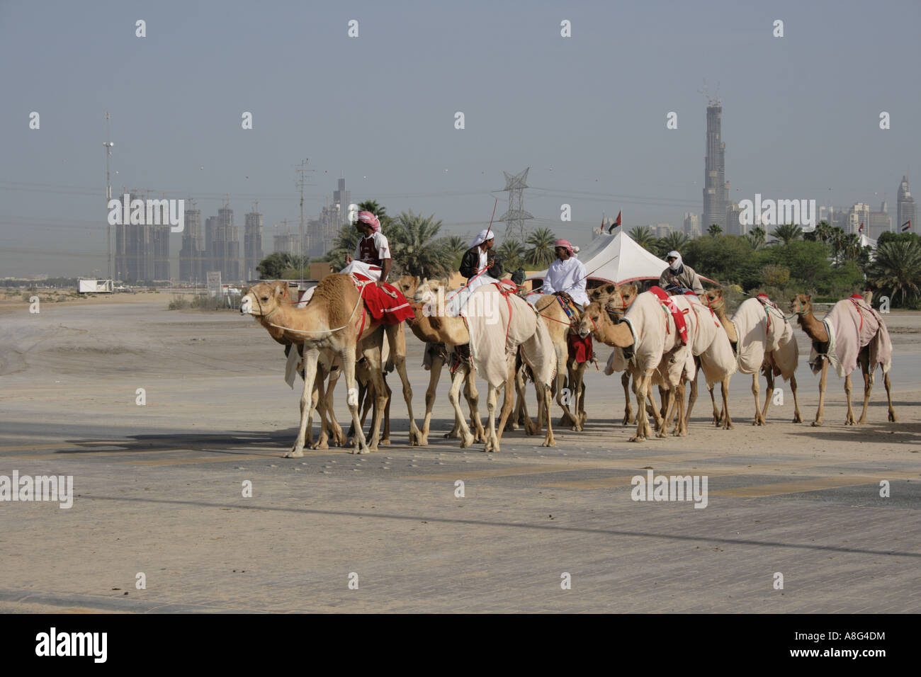 camel racing area Jumeirah Dubai, United Arab Emirates. Photo by Willy ...