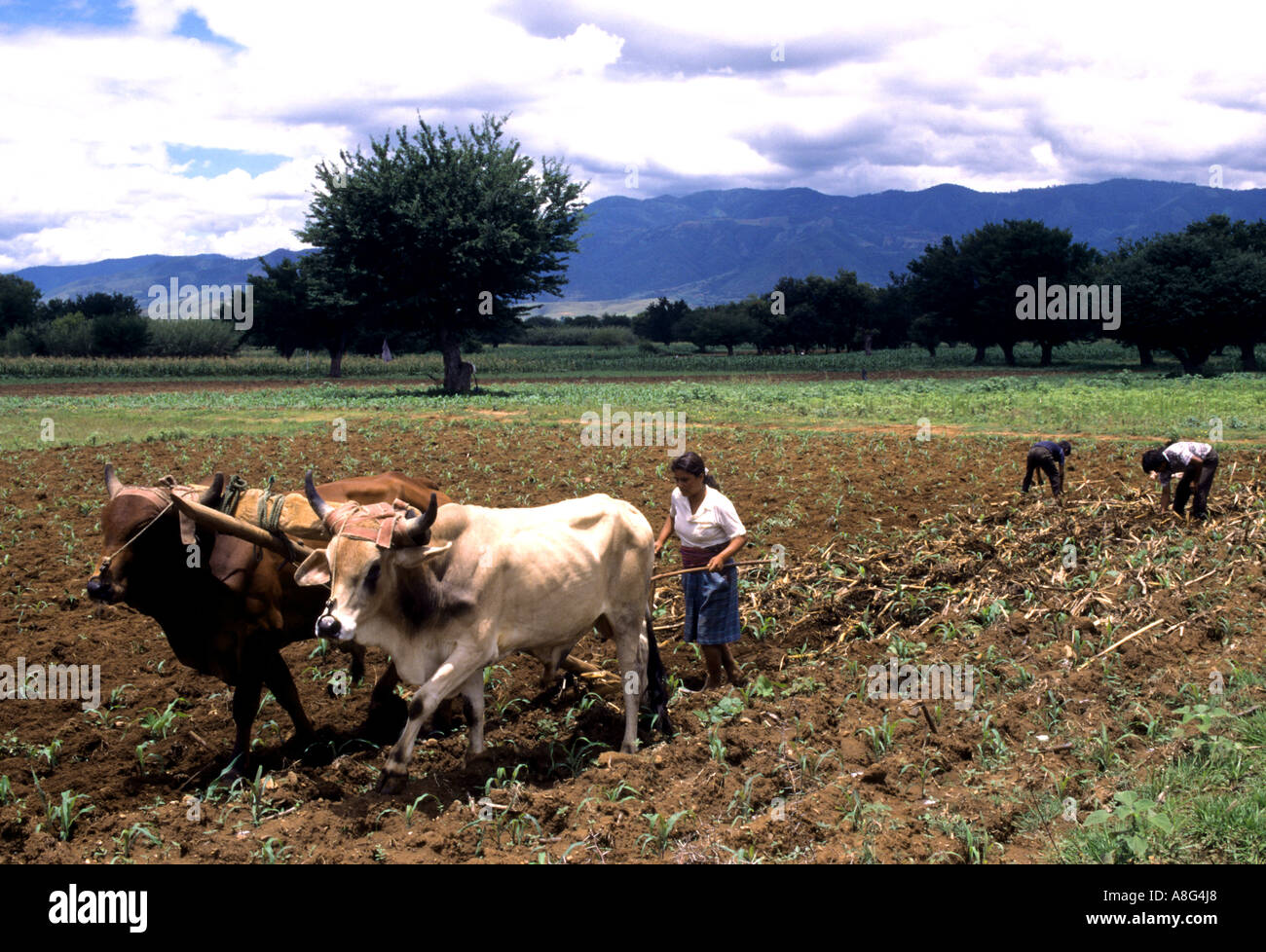 Mexican farm workers hi-res stock photography and images - Alamy