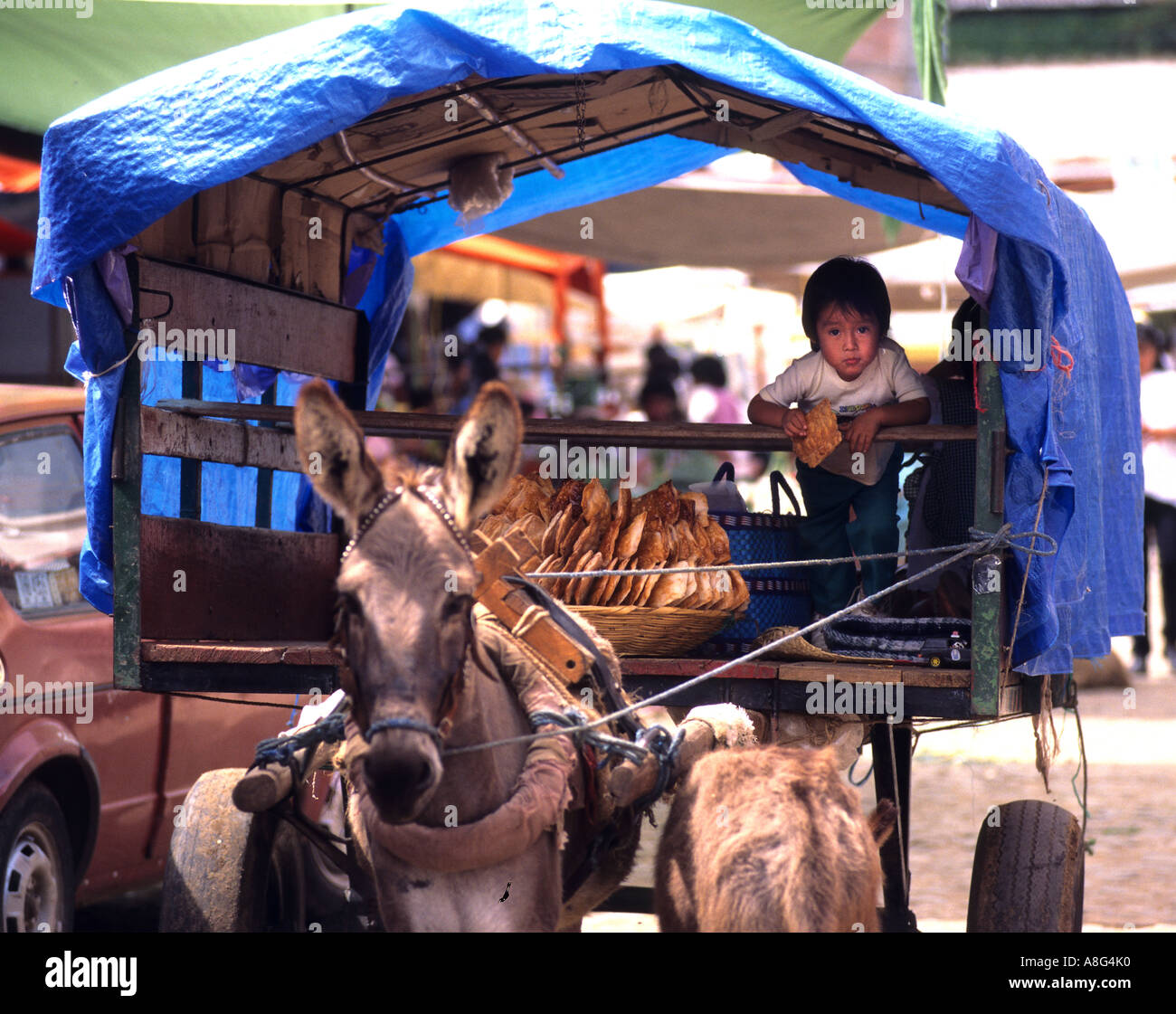 Money donkey hi-res stock photography and images - Alamy