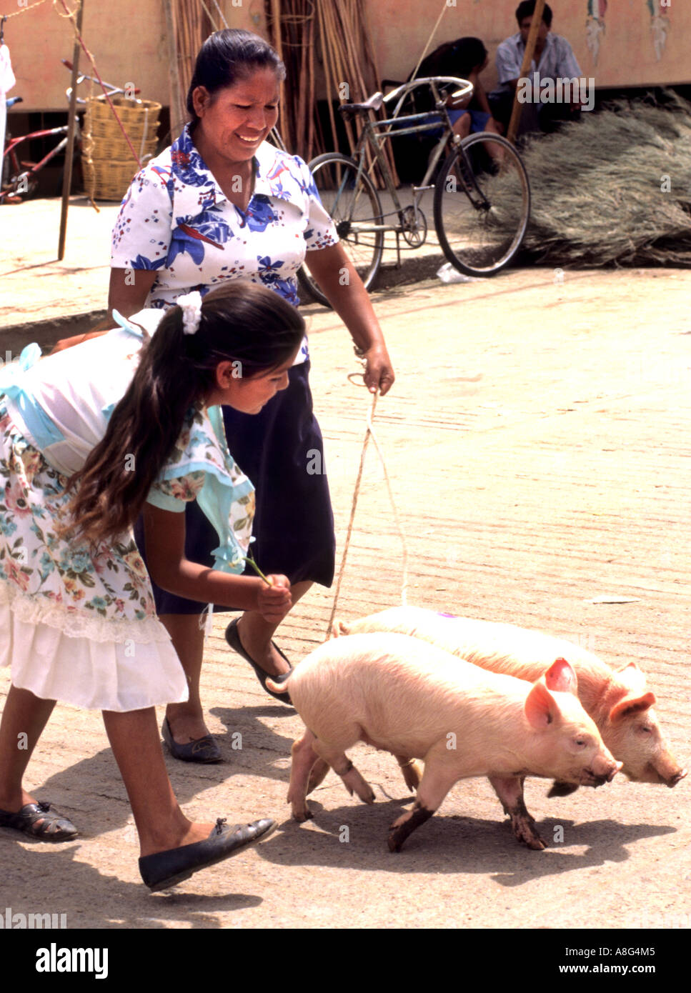 Mexico Oaxaca Central America Mexican American woman with Pig Pigs ...