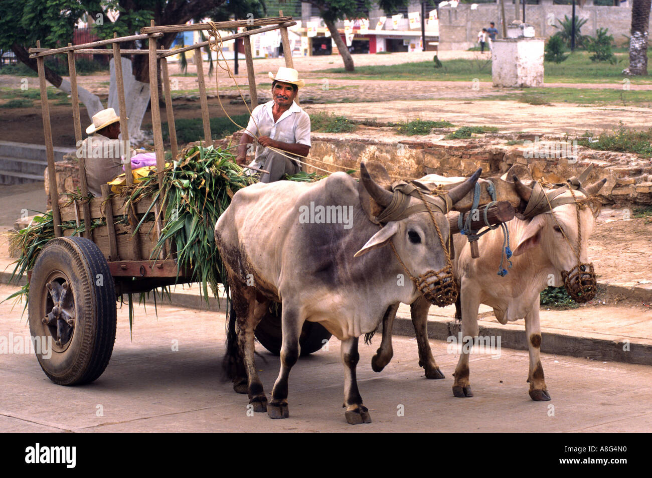 Mexico Oaxaca Central America Mexican American Mexico Oaxaca bull Cow ...