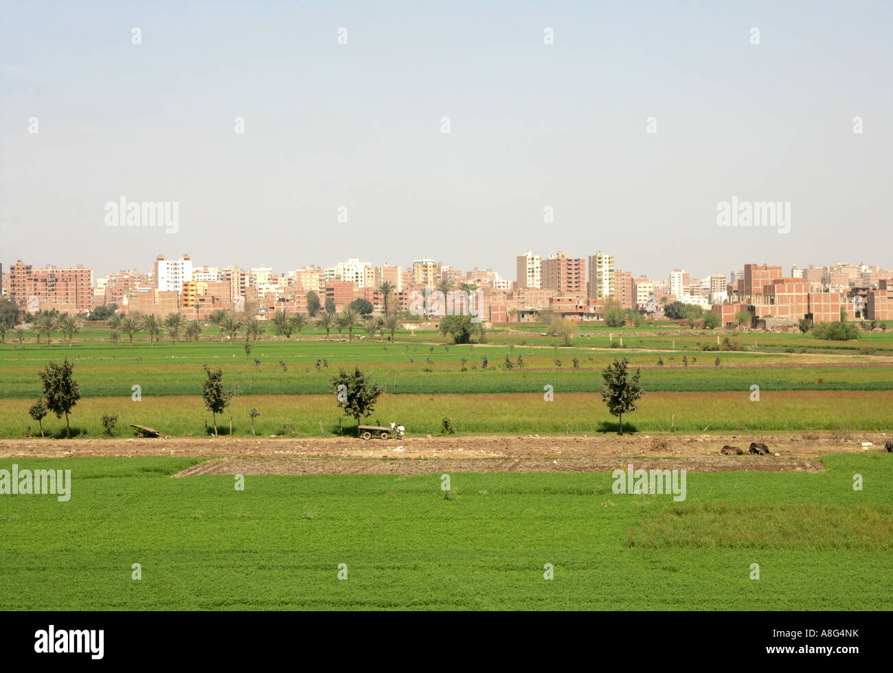 Fields in suburban Cairo, Egypt Stock Photo - Alamy