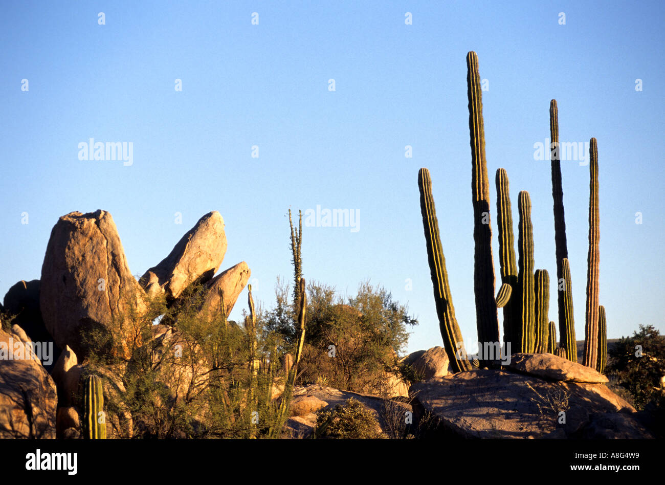 Baja desert hi-res stock photography and images - Alamy