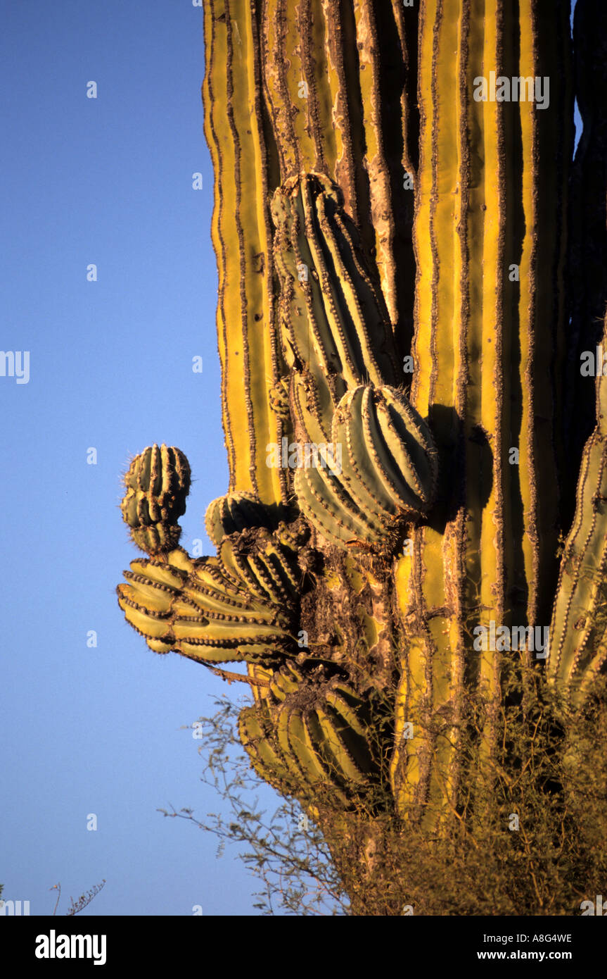 Baja Organ Pipe Cactus High Resolution Stock Photography and Images - Alamy
