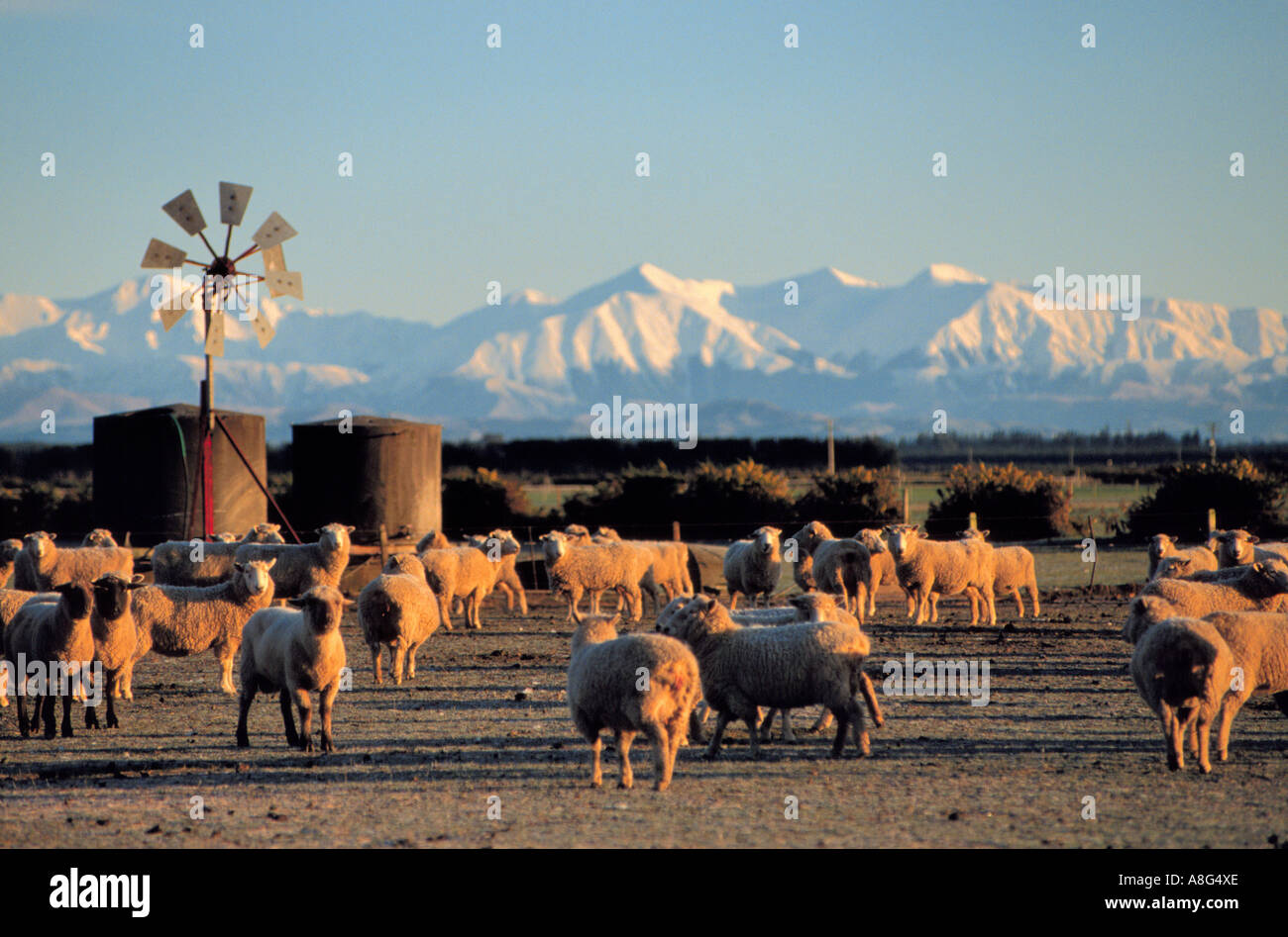 sheep farm, South Island, New Zealand Stock Photo - Alamy