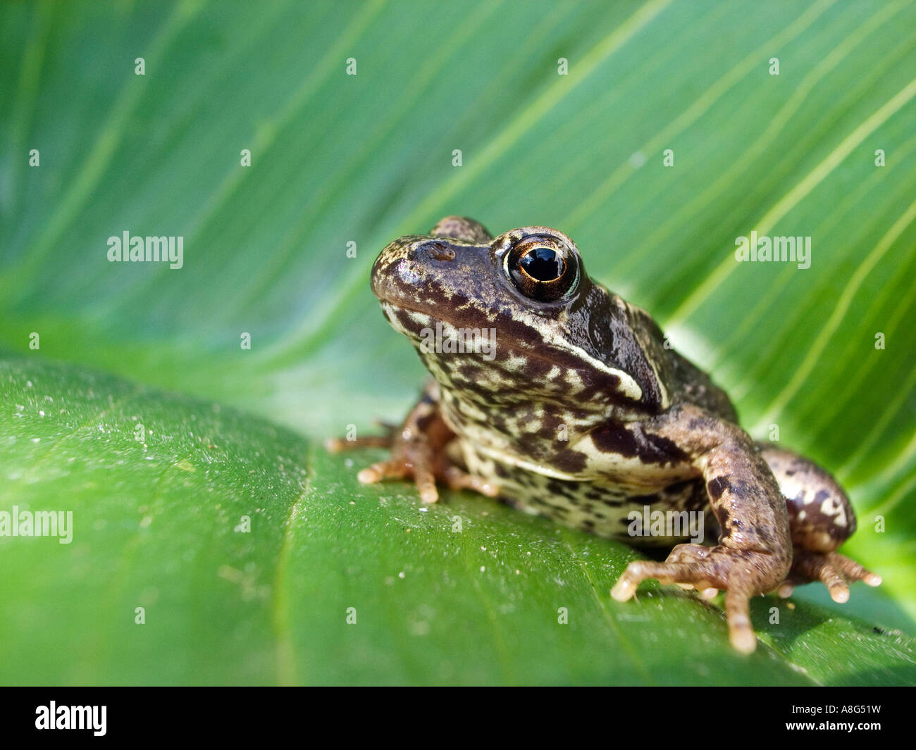 Male common garden frog Rana Temporaria- resting on water lilly plant ...