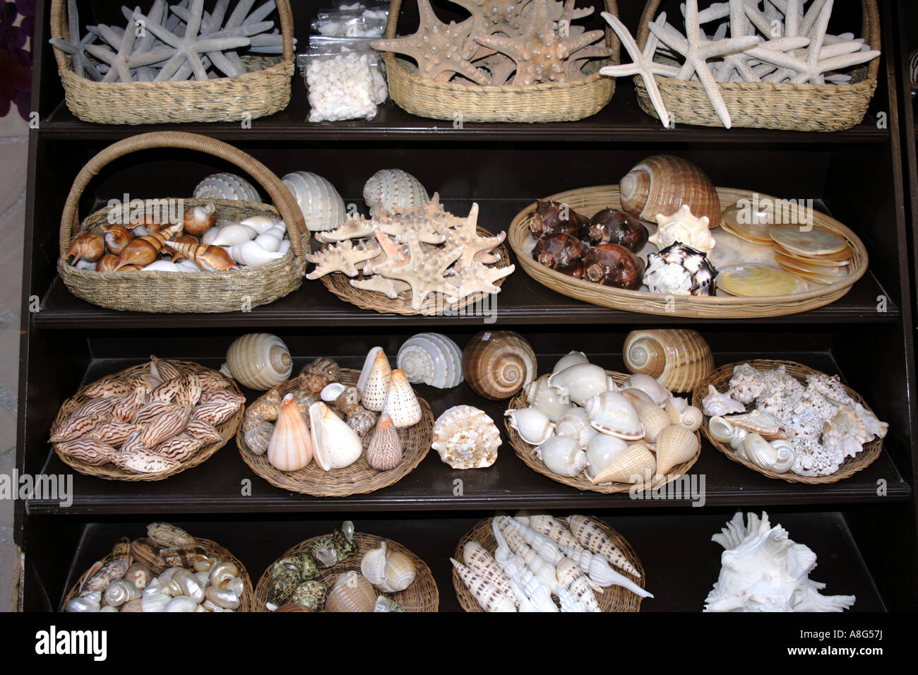 shell at the souq of Madinat Al Quasr, Jumeirah, Dubai, United Arab ...