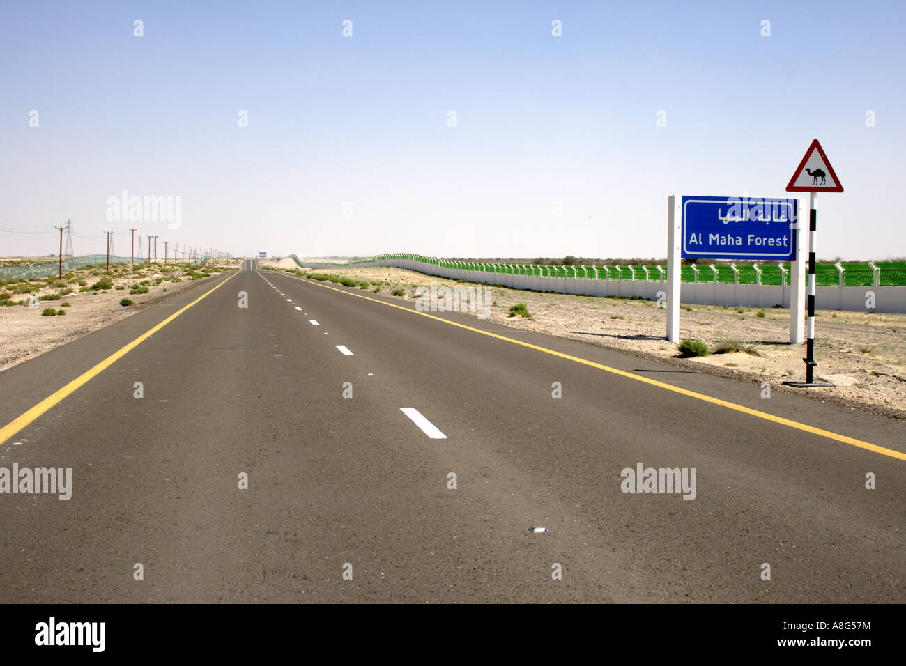 desert road at Al Maha forest, United Arab Emirates. Photo by Willy ...