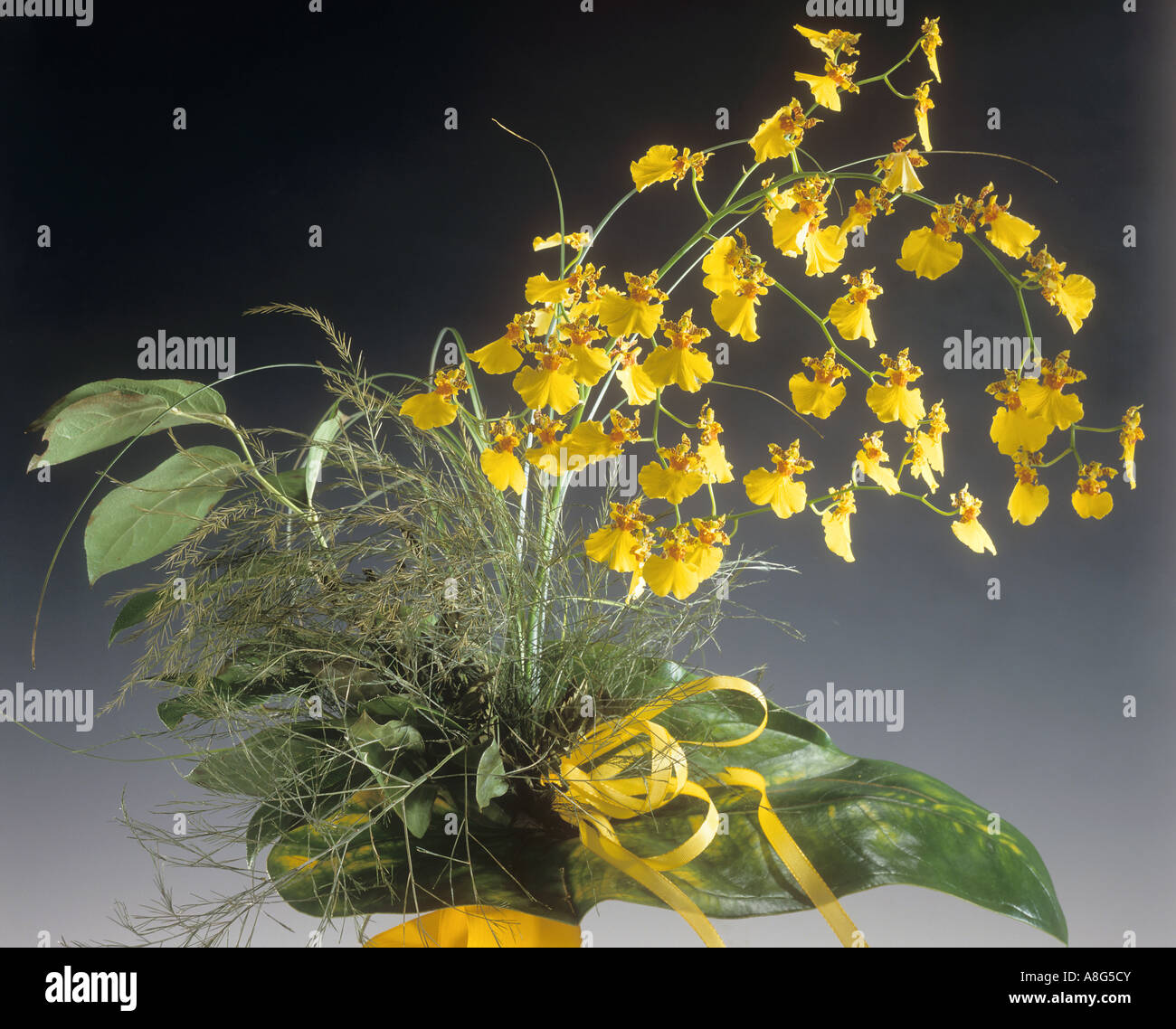 Orchid oncidium varicosum hi-res stock photography and images - Alamy