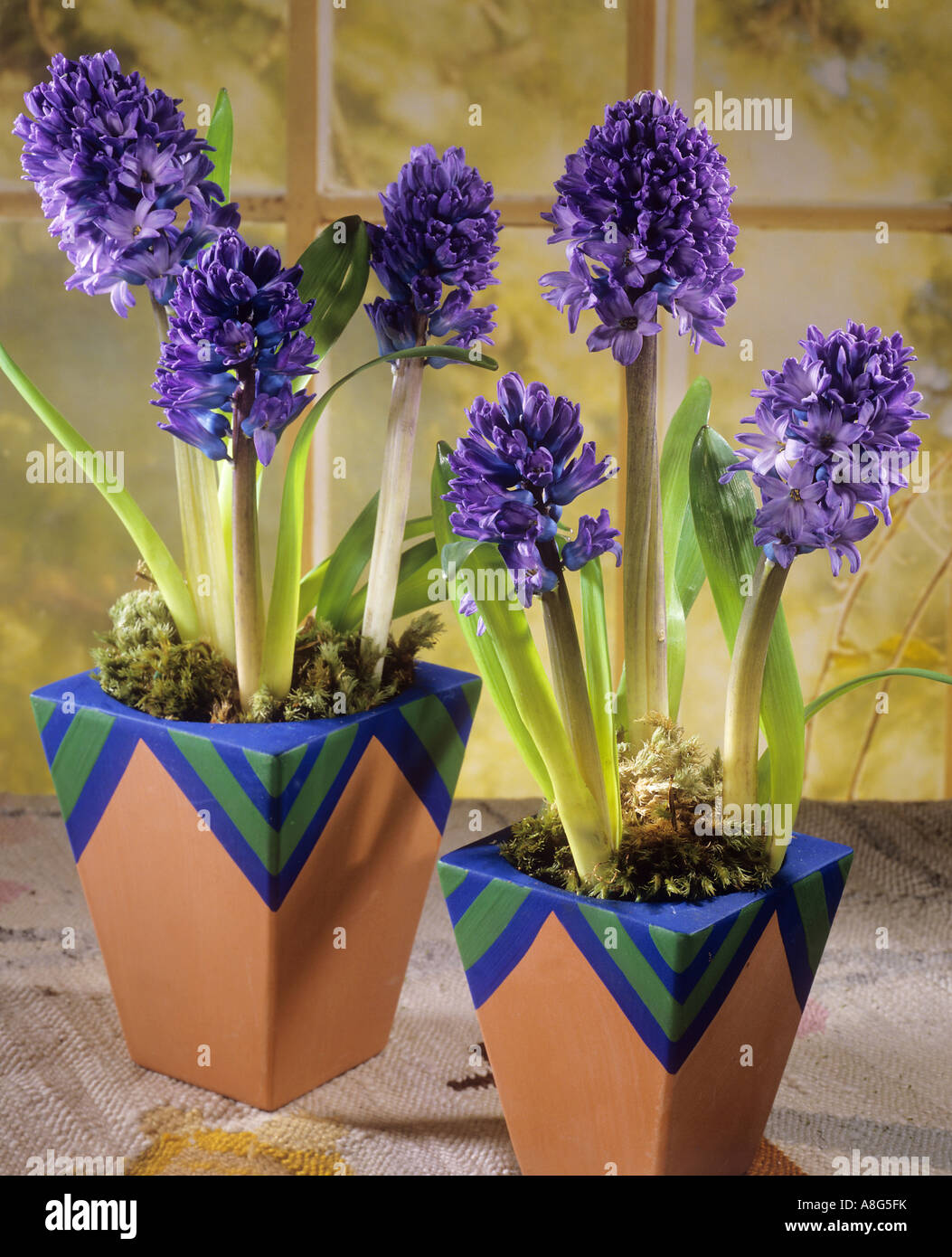 Hyacinths in pots hi-res stock photography and images - Alamy