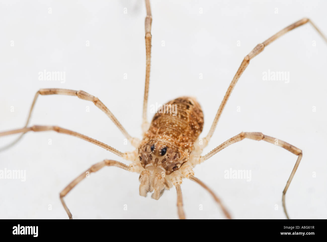 Creeping spider hi-res stock photography and images - Alamy