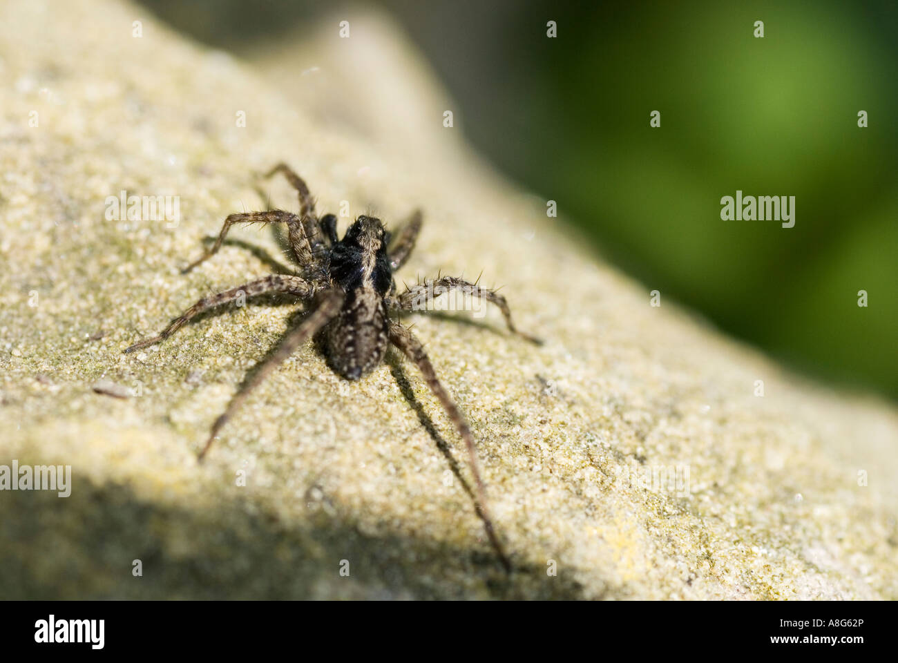 Spider on a sandstone rock Stock Photo - Alamy