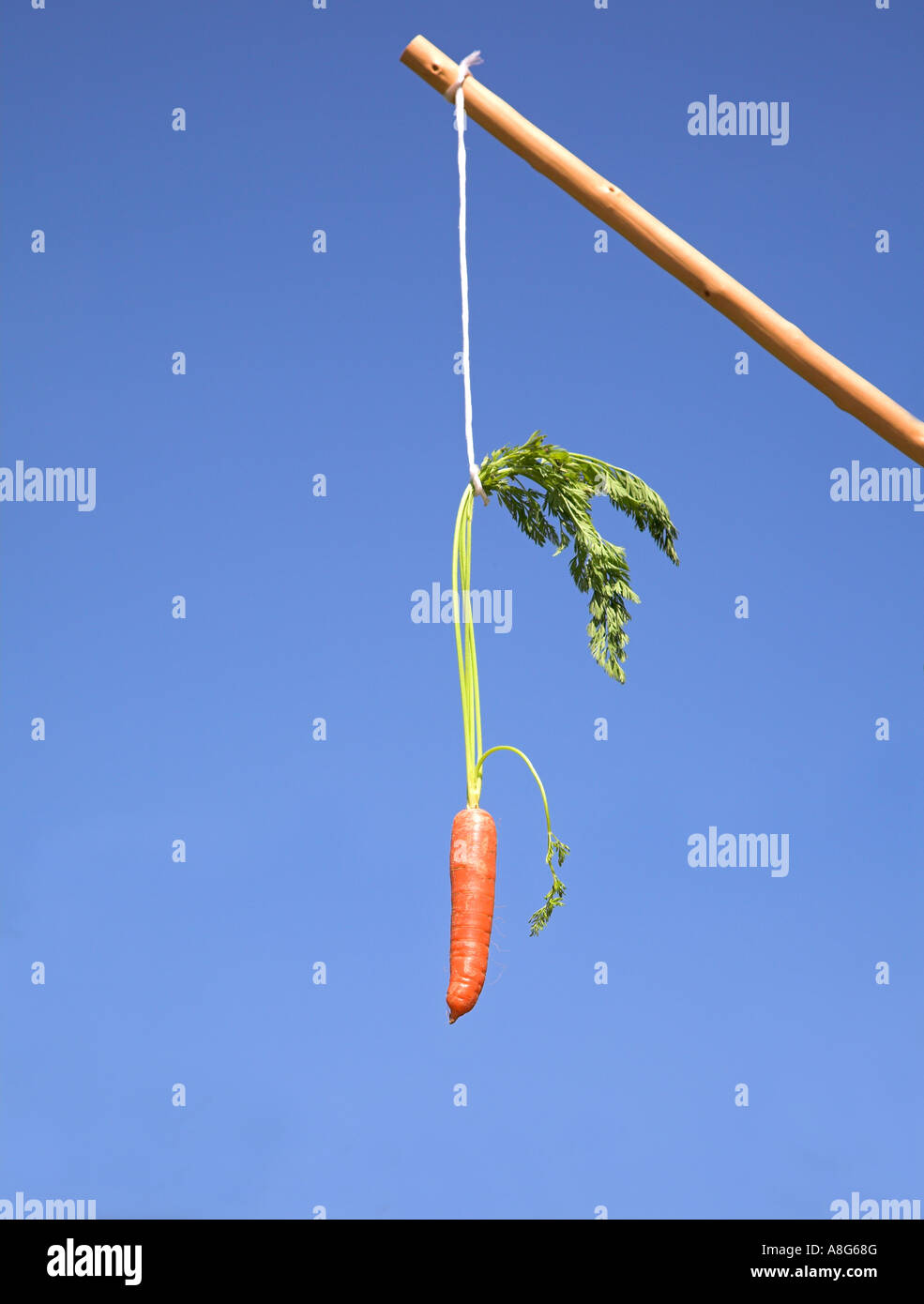 Dangle Carrot