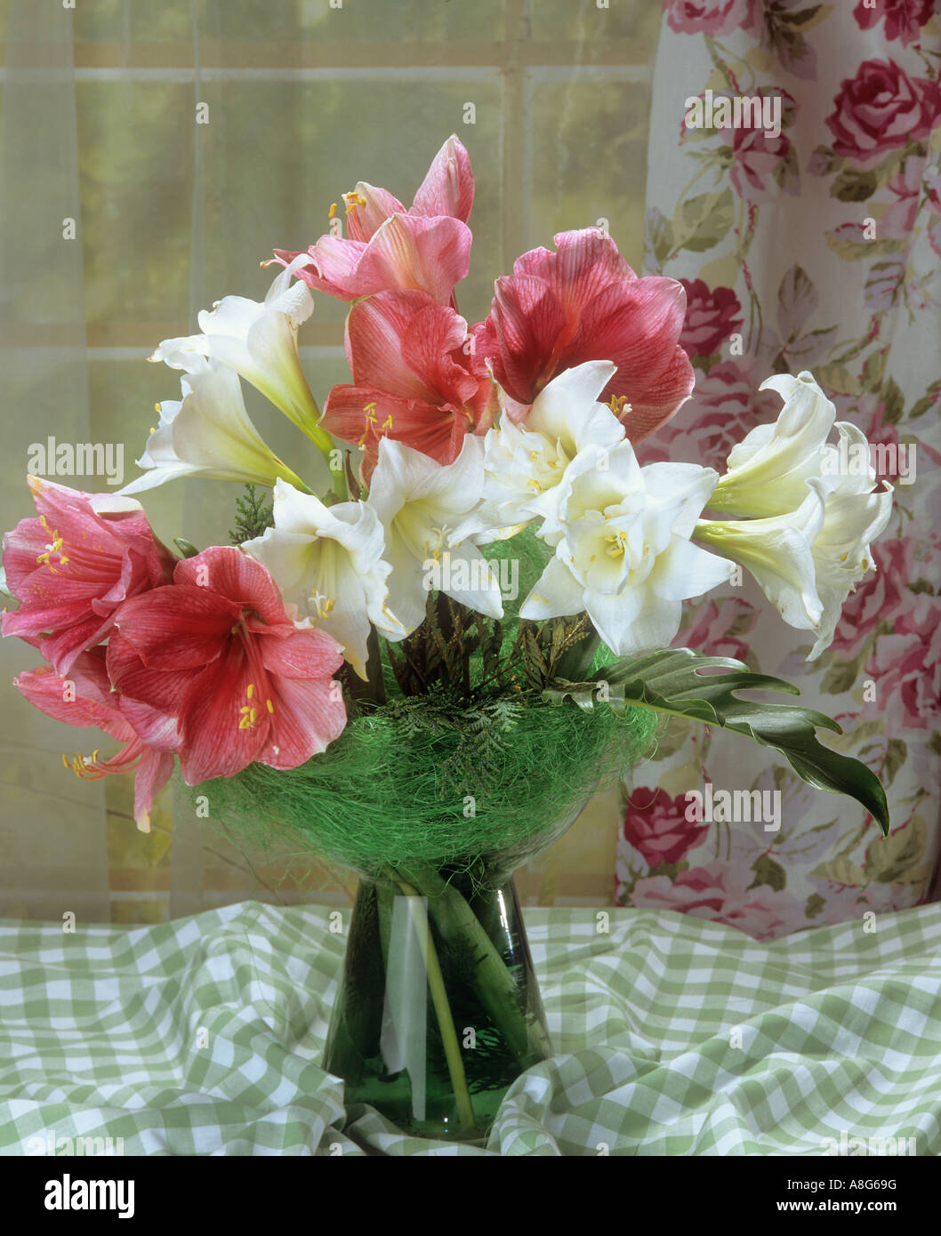 Amaryllis belladonna lily lilies hi-res stock photography and images ...