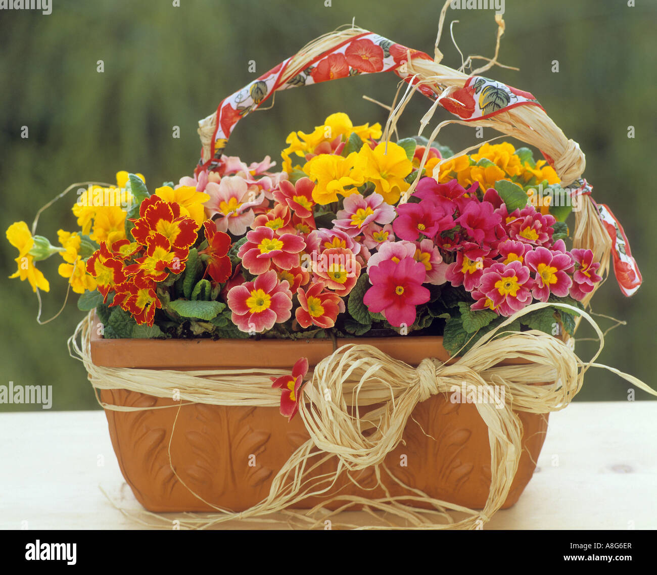 primroses in flowerpot Stock Photo - Alamy