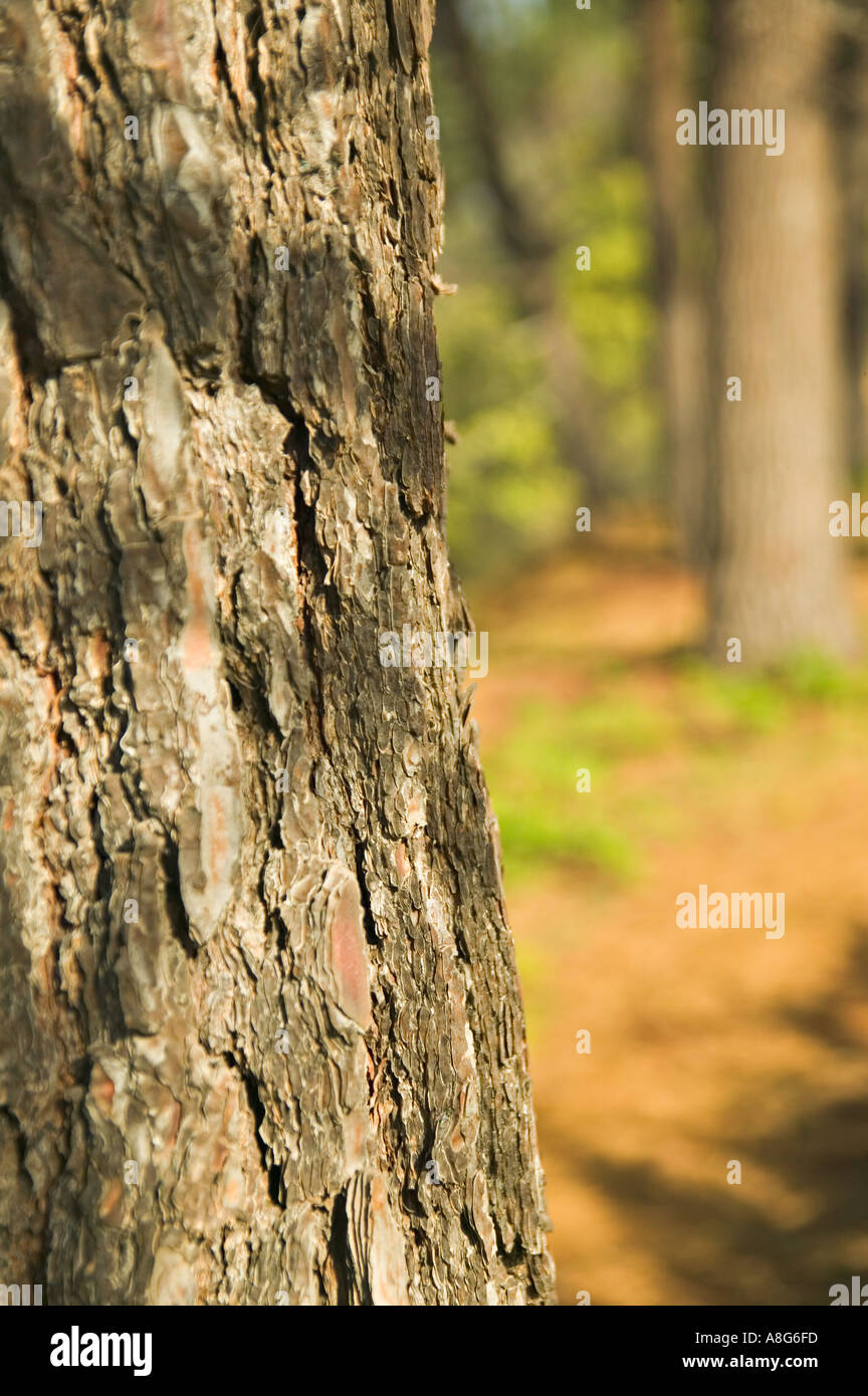 Flaky Tree Bark High Resolution Stock Photography and Images - Alamy