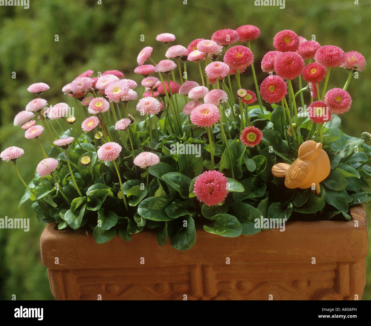 flowerpot with common daisies Stock Photo - Alamy