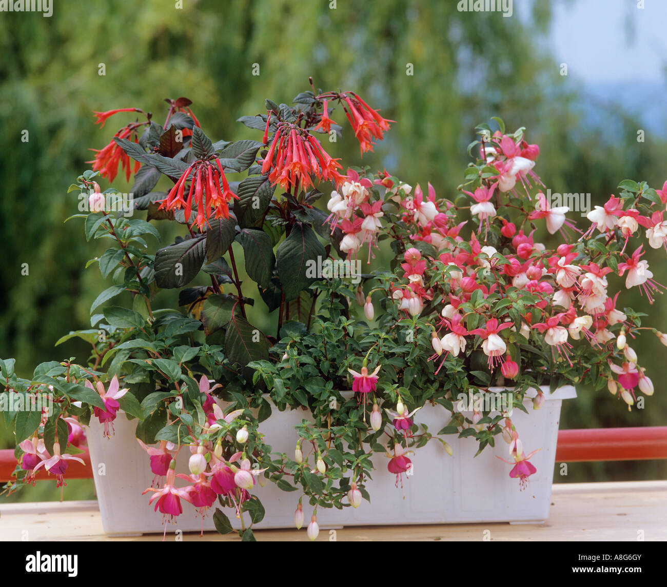 Fuchsias in flowerpot Stock Photo - Alamy