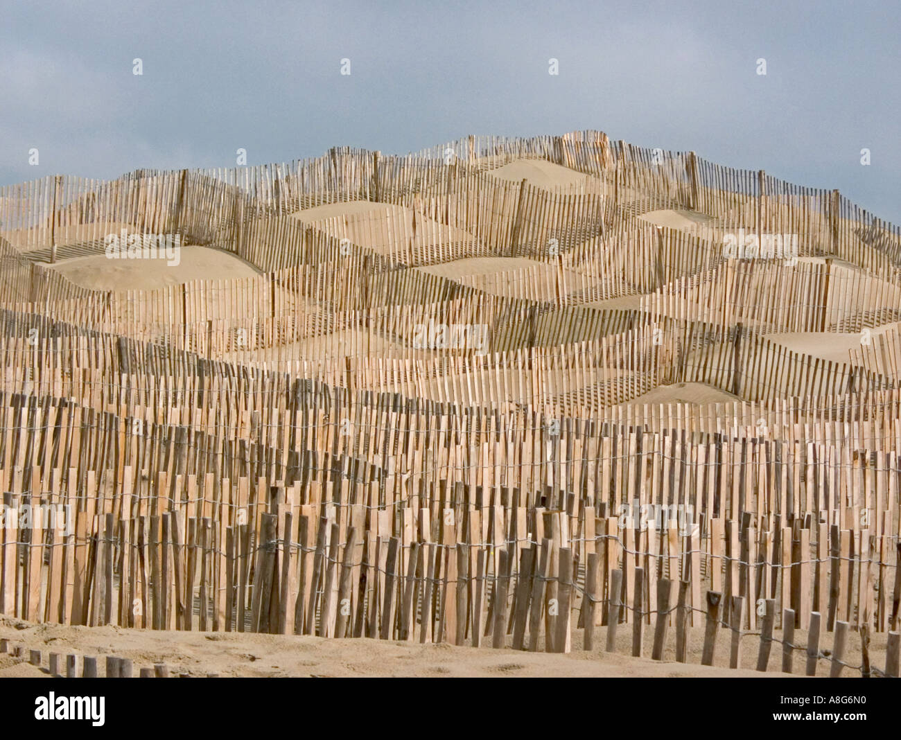 sand dunes protected from wind erosion by a series of wooden fences ...