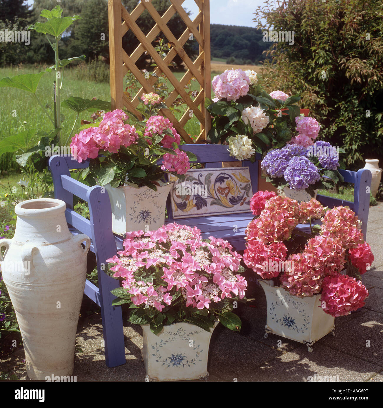 Balcony flowers hydrangea macrophylla flowers hi-res stock photography ...
