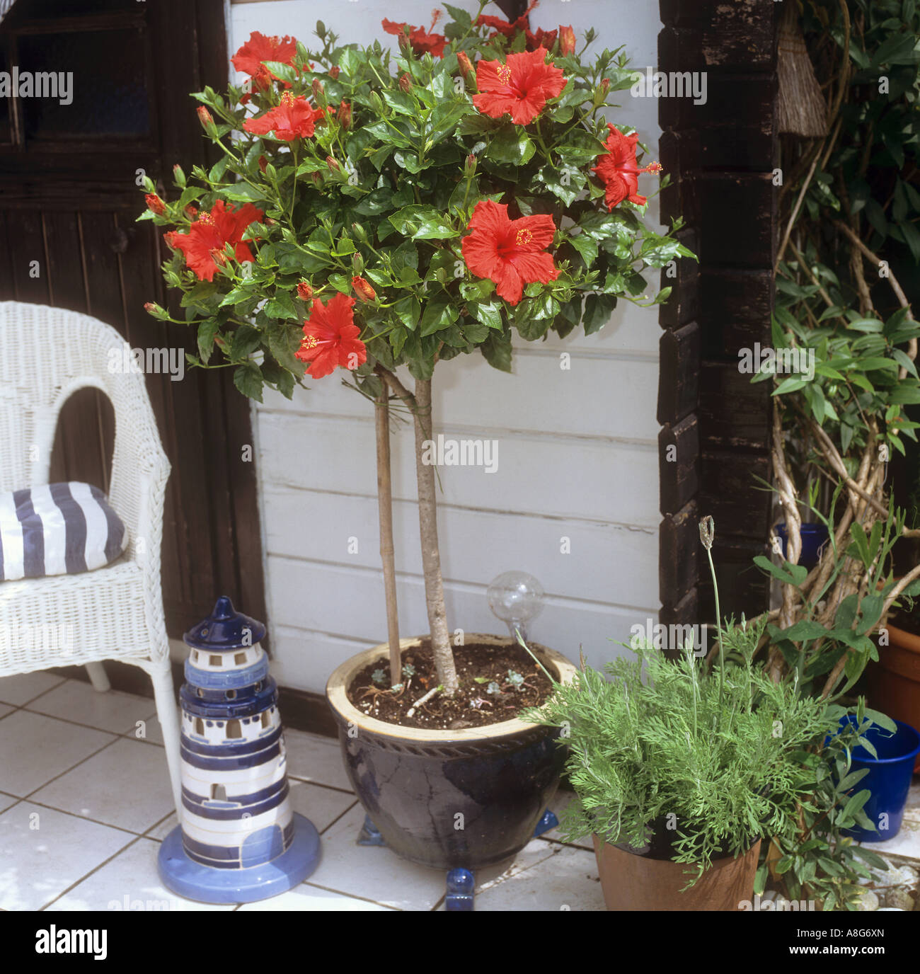 Hibiscus rosa sinensis pot hi-res stock photography and images - Alamy