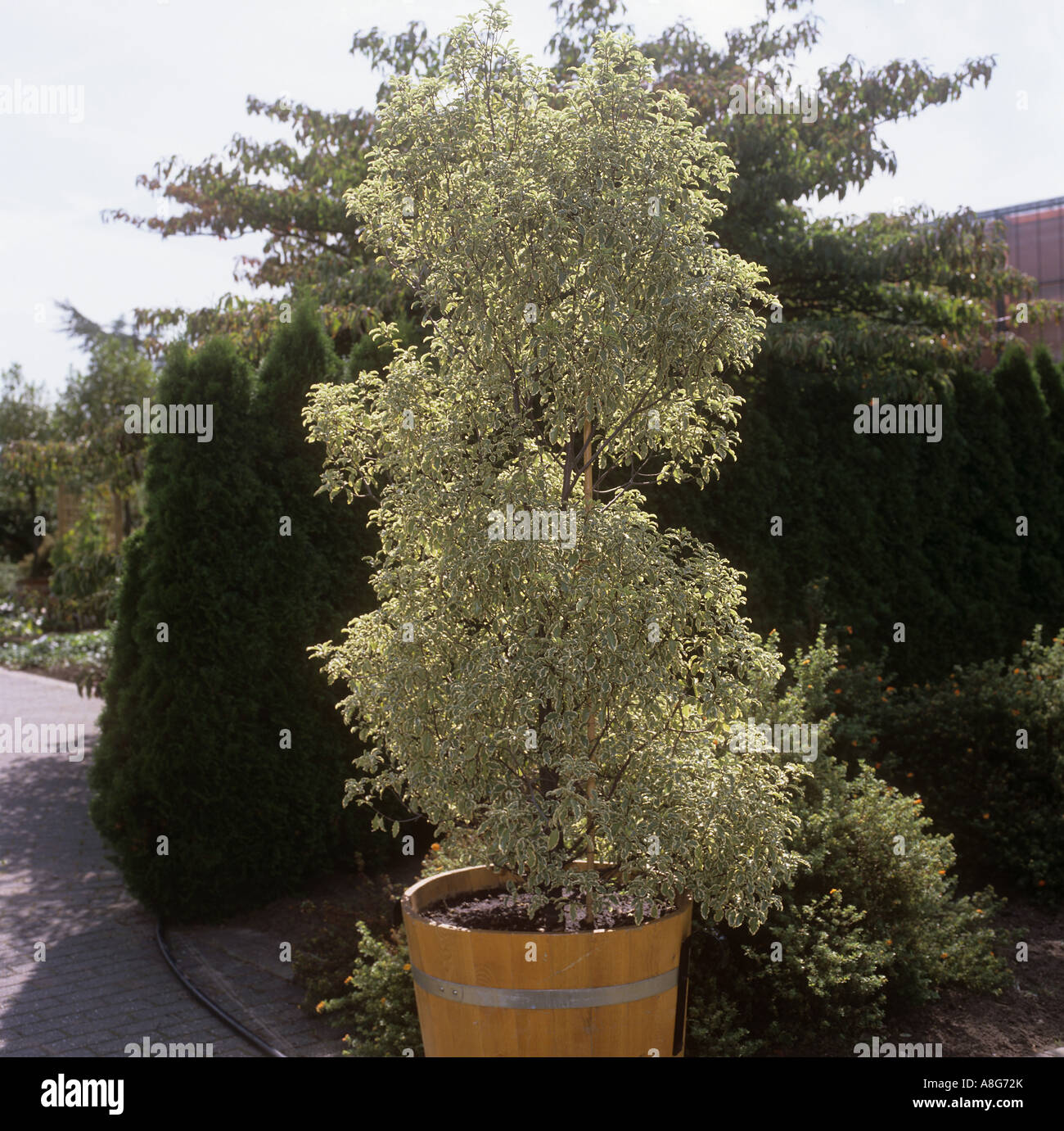 Kohuhu pittosporum tenuifolium hi-res stock photography and images - Alamy