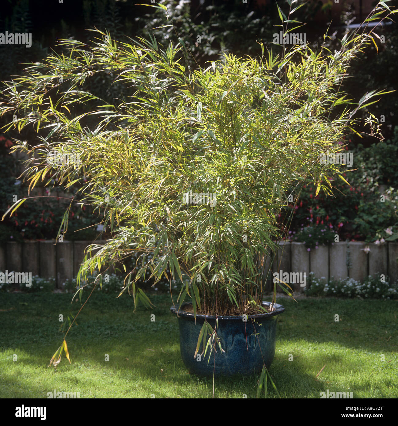 Arundinaria High Resolution Stock Photography and Images - Alamy