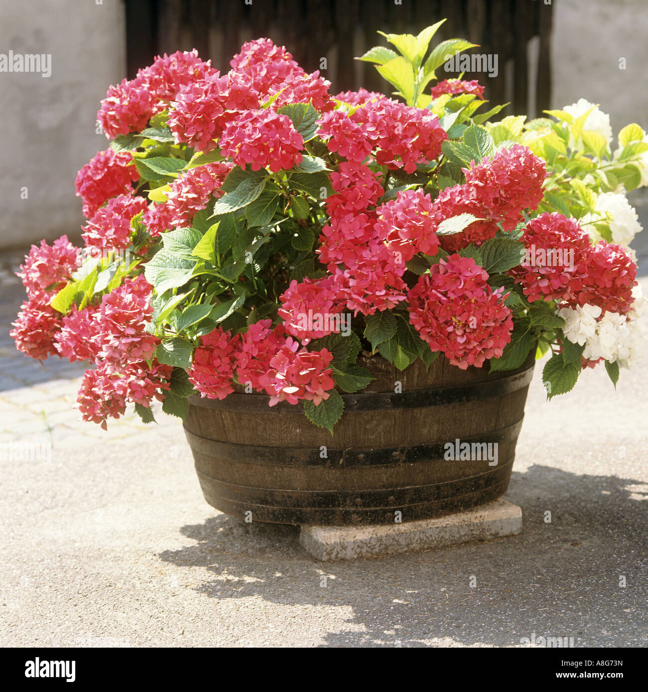 Terrace hydrangeas hi-res stock photography and images - Alamy