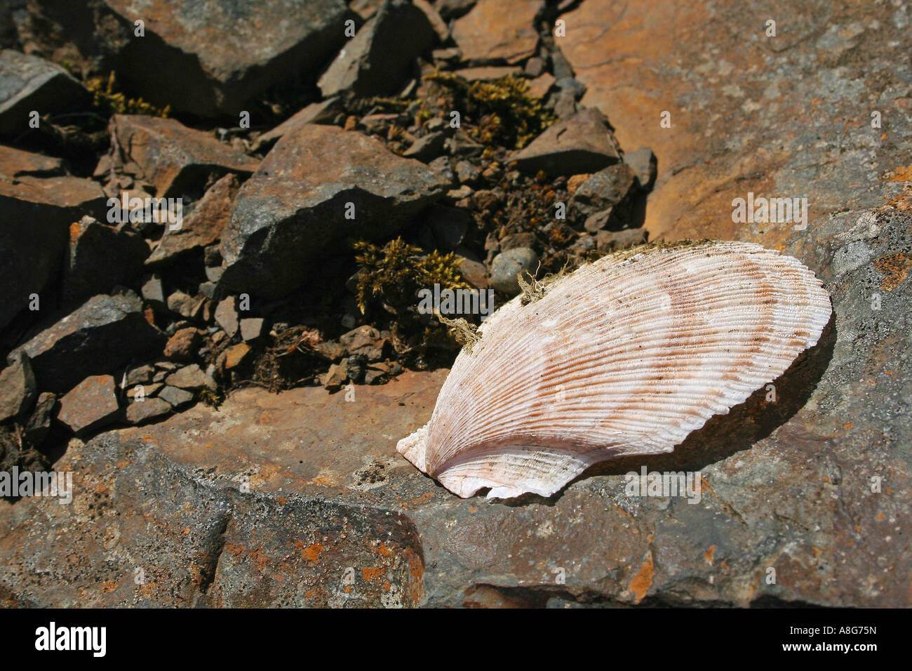 Iceland - shell on rock Stock Photo - Alamy