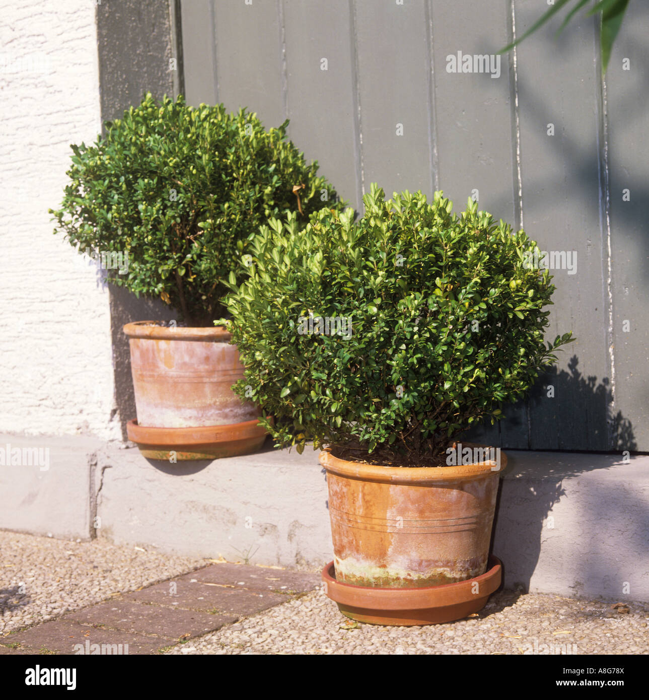Common boxes buxus sempervirens hi-res stock photography and images - Alamy