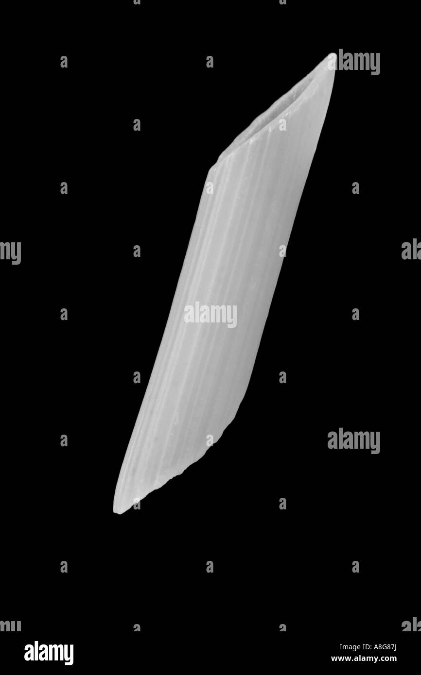 Raw pasta dry isolated Black and White Stock Photos & Images - Alamy