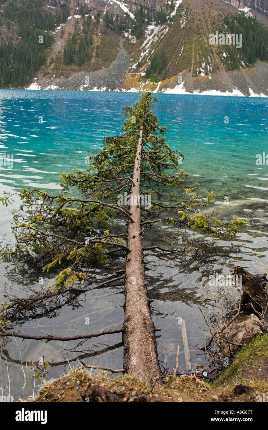A tree falling into the icy waters of Lake Louise in the Banff National ...