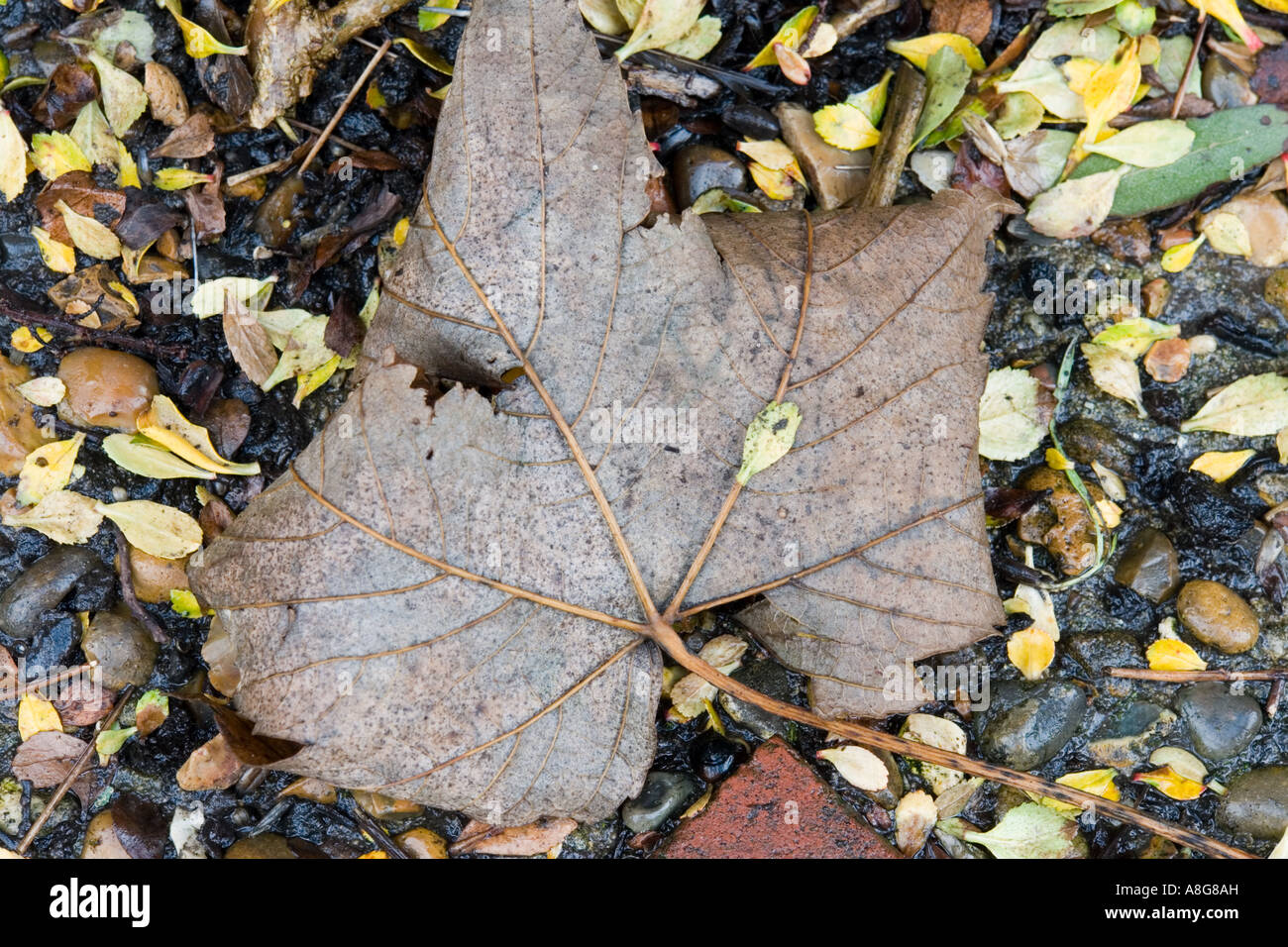 A dead sycamore leaf in winter Stock Photo - Alamy