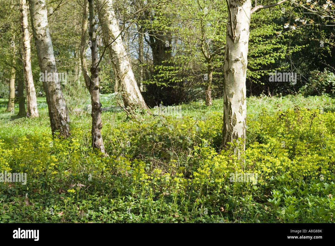 Springtime in the woods - Easton Lodge, Dunmow Stock Photo - Alamy