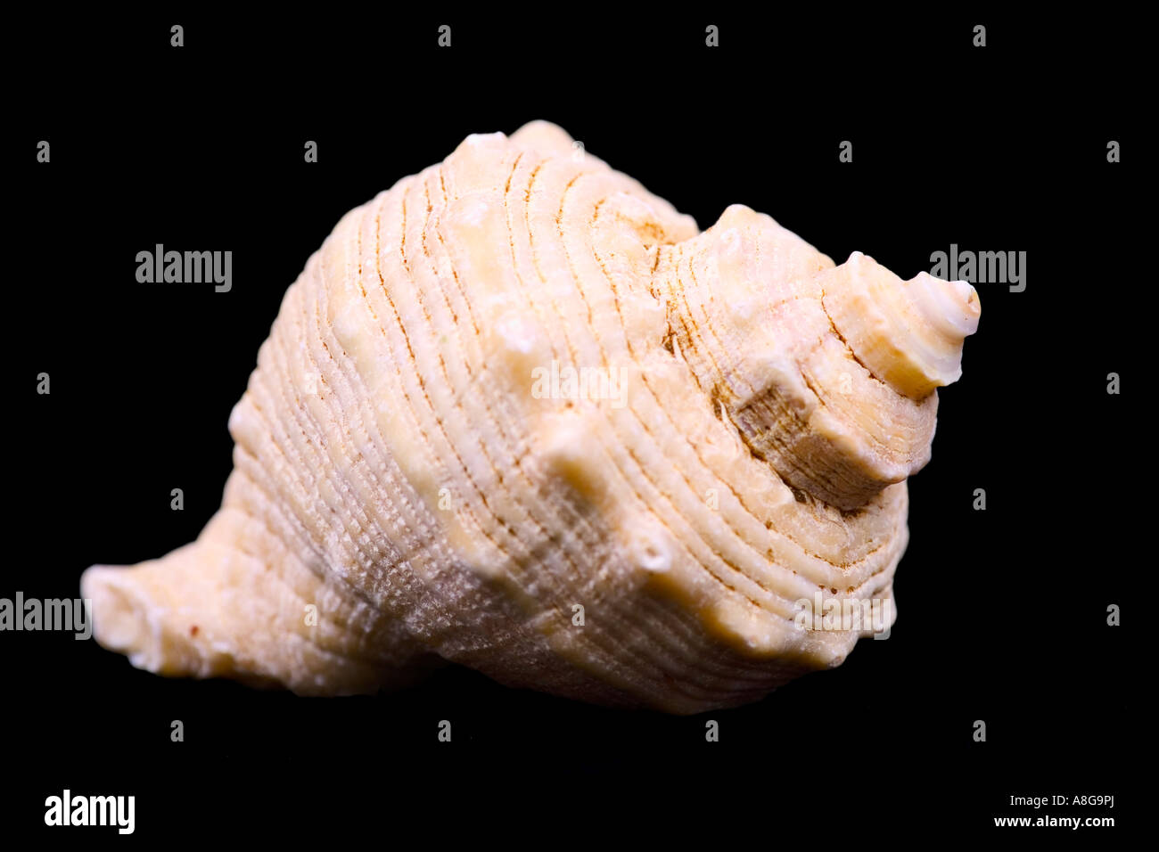 Mother shell hi-res stock photography and images - Alamy