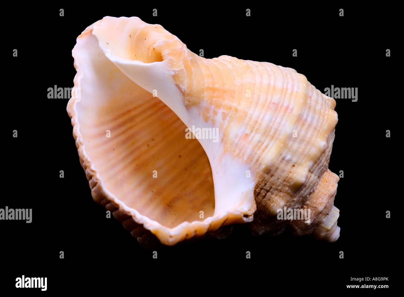 Mother shell hi-res stock photography and images - Alamy