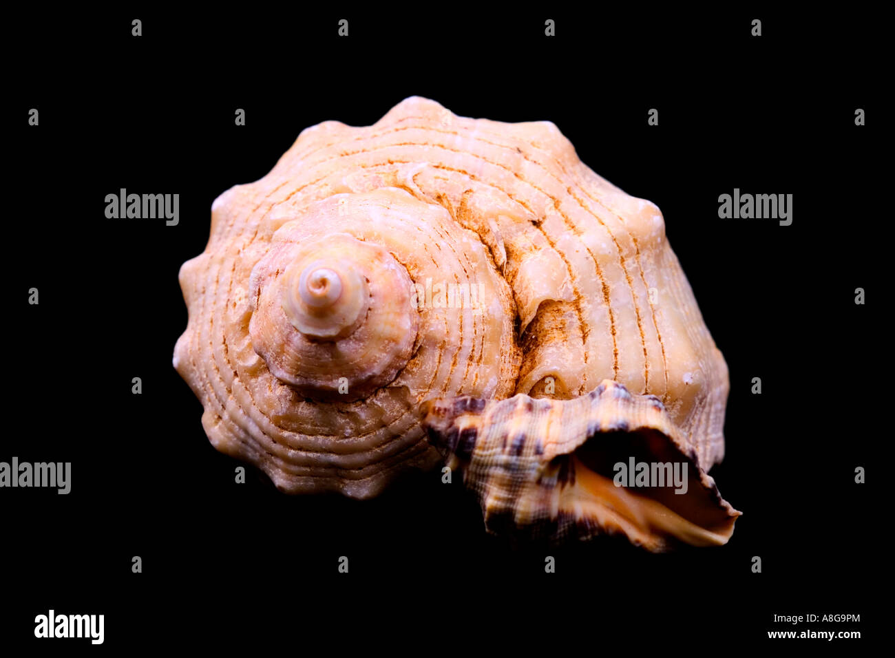 Mollusks conch hi-res stock photography and images - Alamy