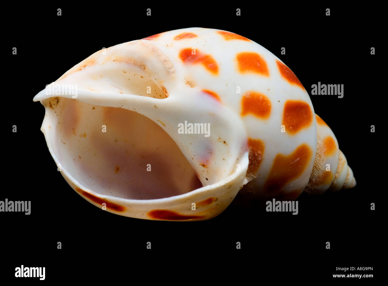 Calcium carbonate shell hi-res stock photography and images - Alamy