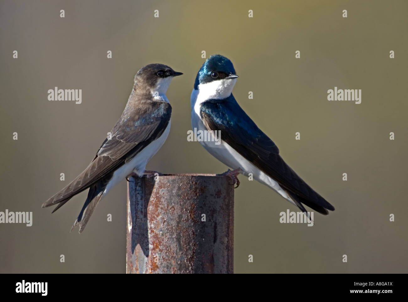 Tree Swallow pair Stock Photo - Alamy