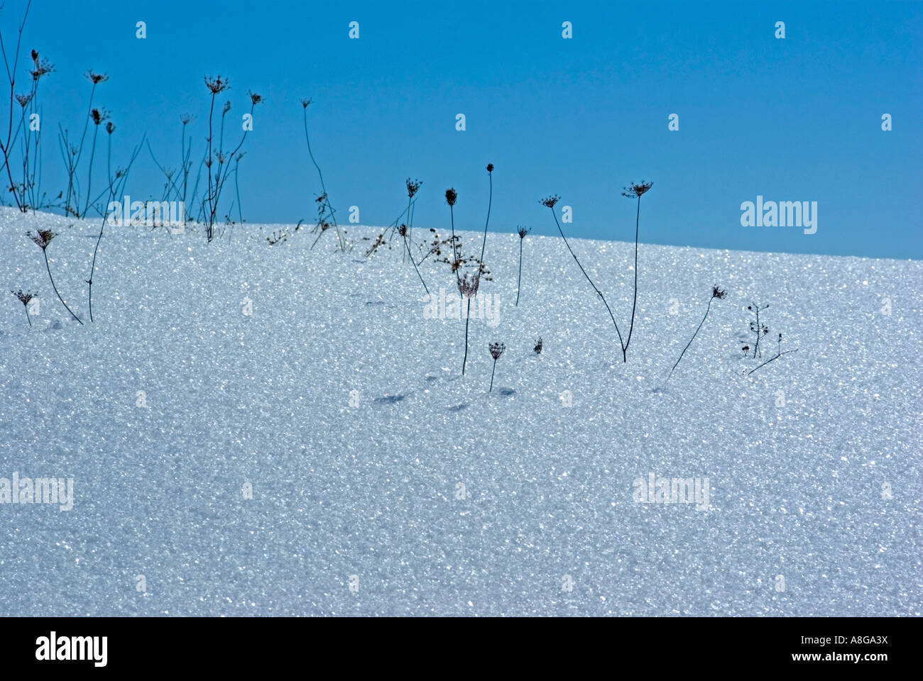 Weed seedheads above sparkling snow Stock Photo - Alamy