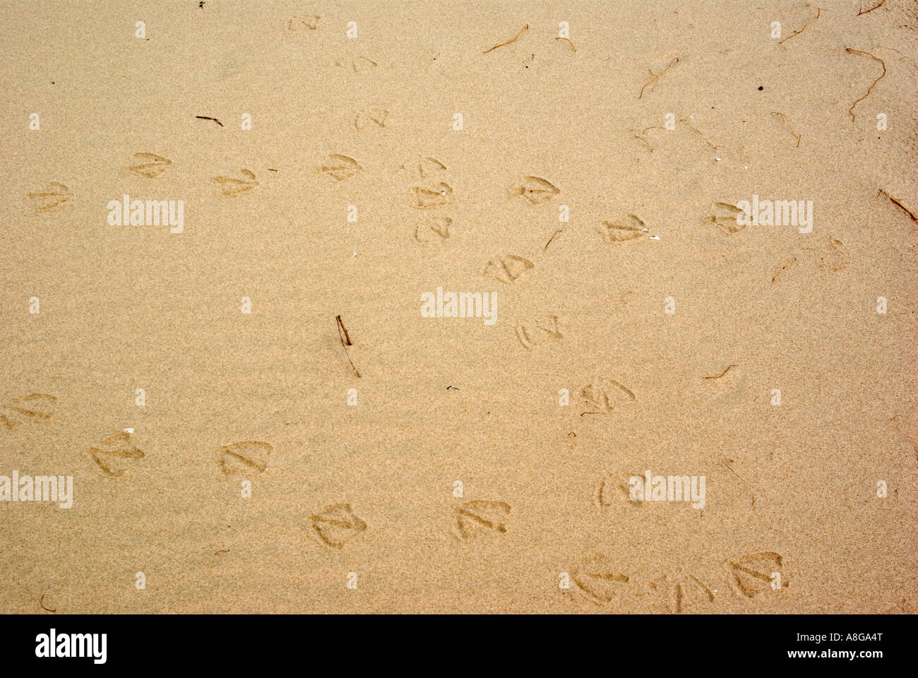 Footprints of Ringbilled Gull in Lake Michigan beach sand Stock Photo ...